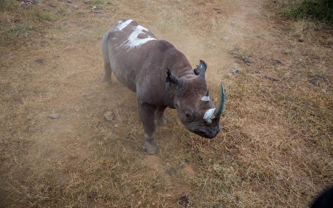 Kenya’s Rhino Conservation Triumph: The Resettlement of Black Rhinos at ...